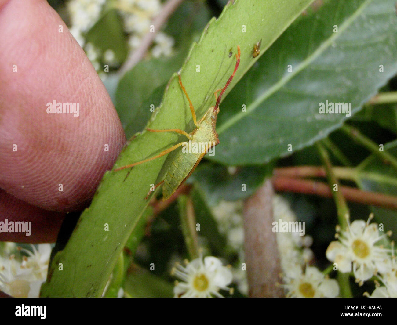Side view of box bug (Gonocerus acuteangulatus) on leaf of laurel bush ...