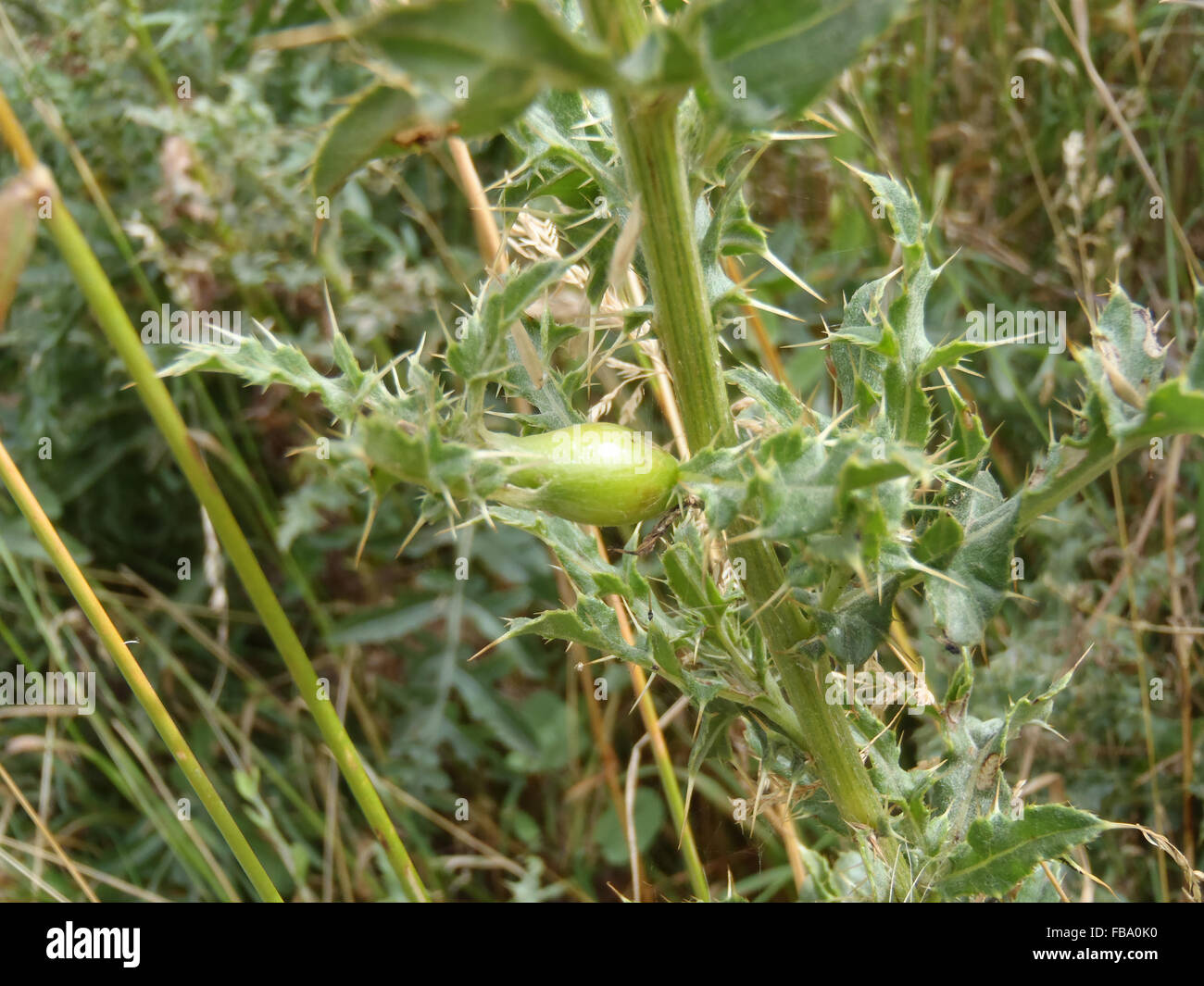 Canadian thistle hi-res stock photography and images - Alamy
