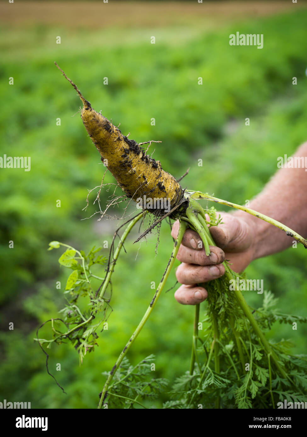 Sweden, Close up of human hand holding organic carrot Stock Photo - Alamy