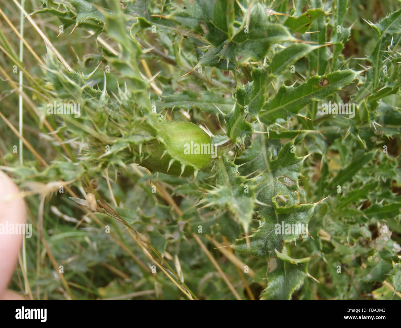 Gall on creeping thistle (Cirsium arvense) caused by Urophora cardui ...