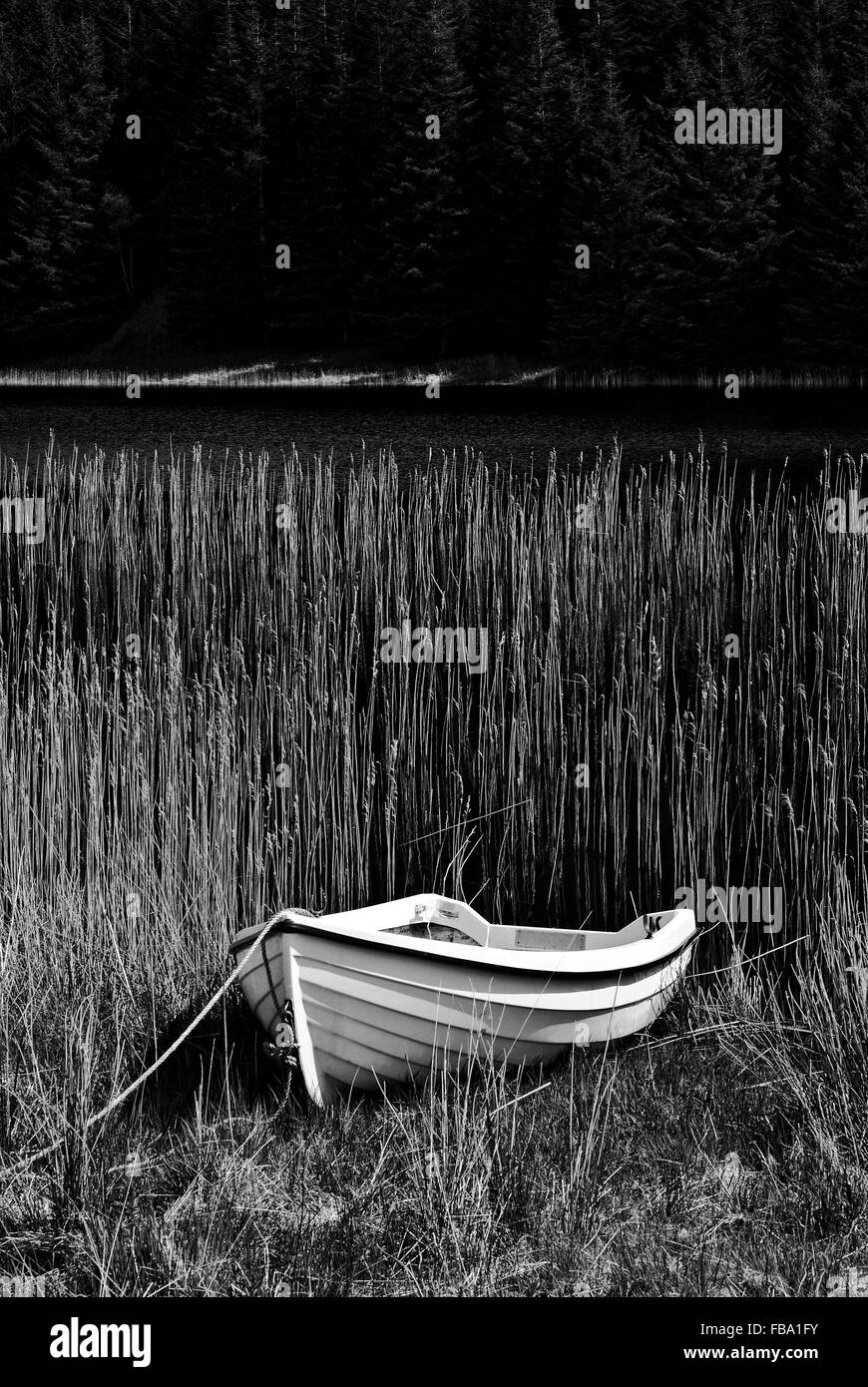 Black and white isolated rowing boat ashore amongst reeds Stock Photo ...