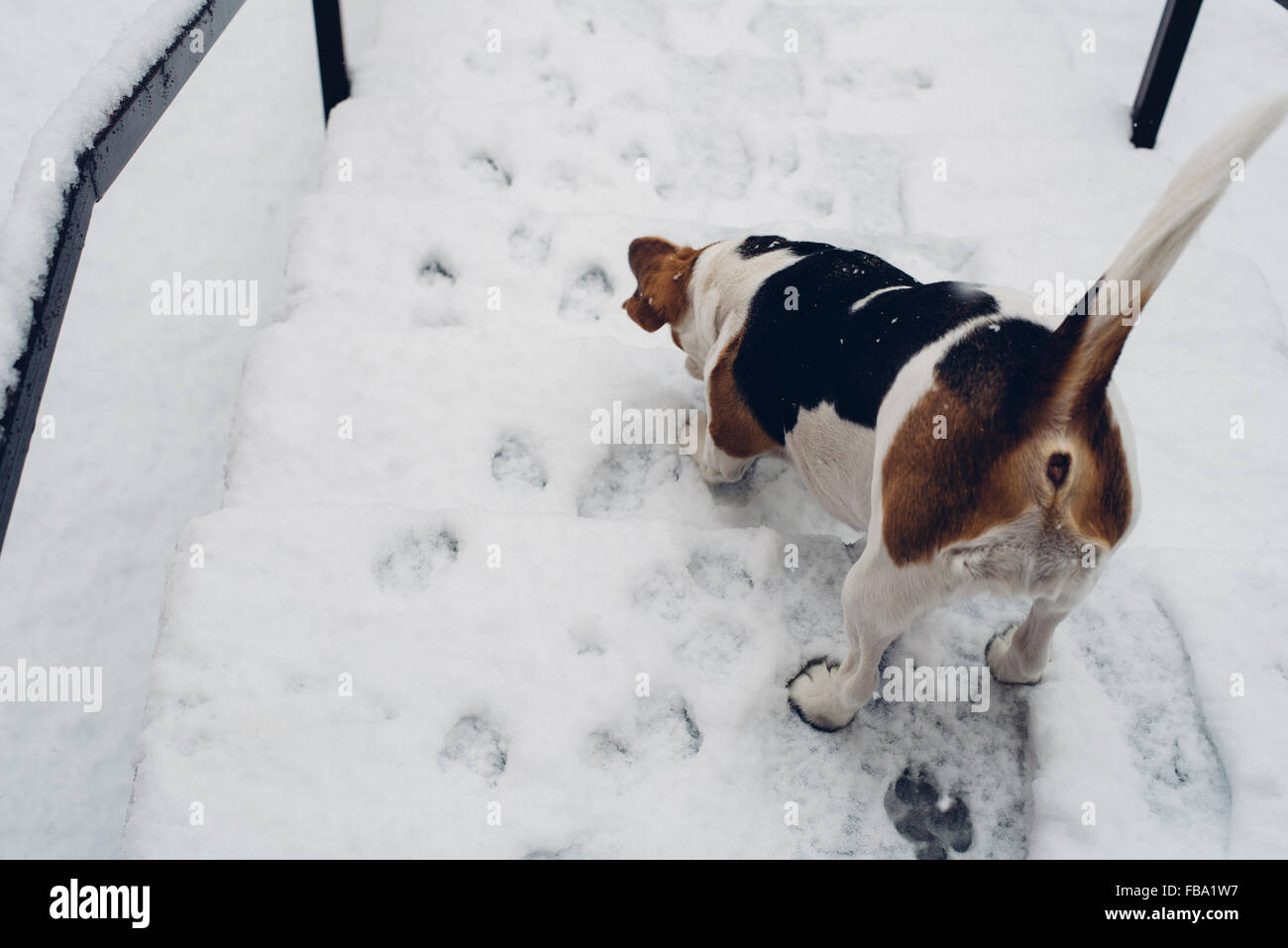 Tricolor beagle dog on snow-bound stairs looking scared Stock Photo - Alamy