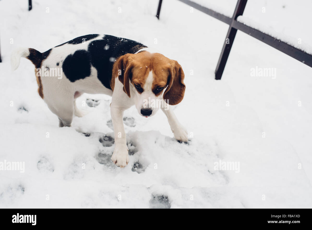 Tricolor beagle dog on snow-bound stairs looking scared Stock Photo - Alamy