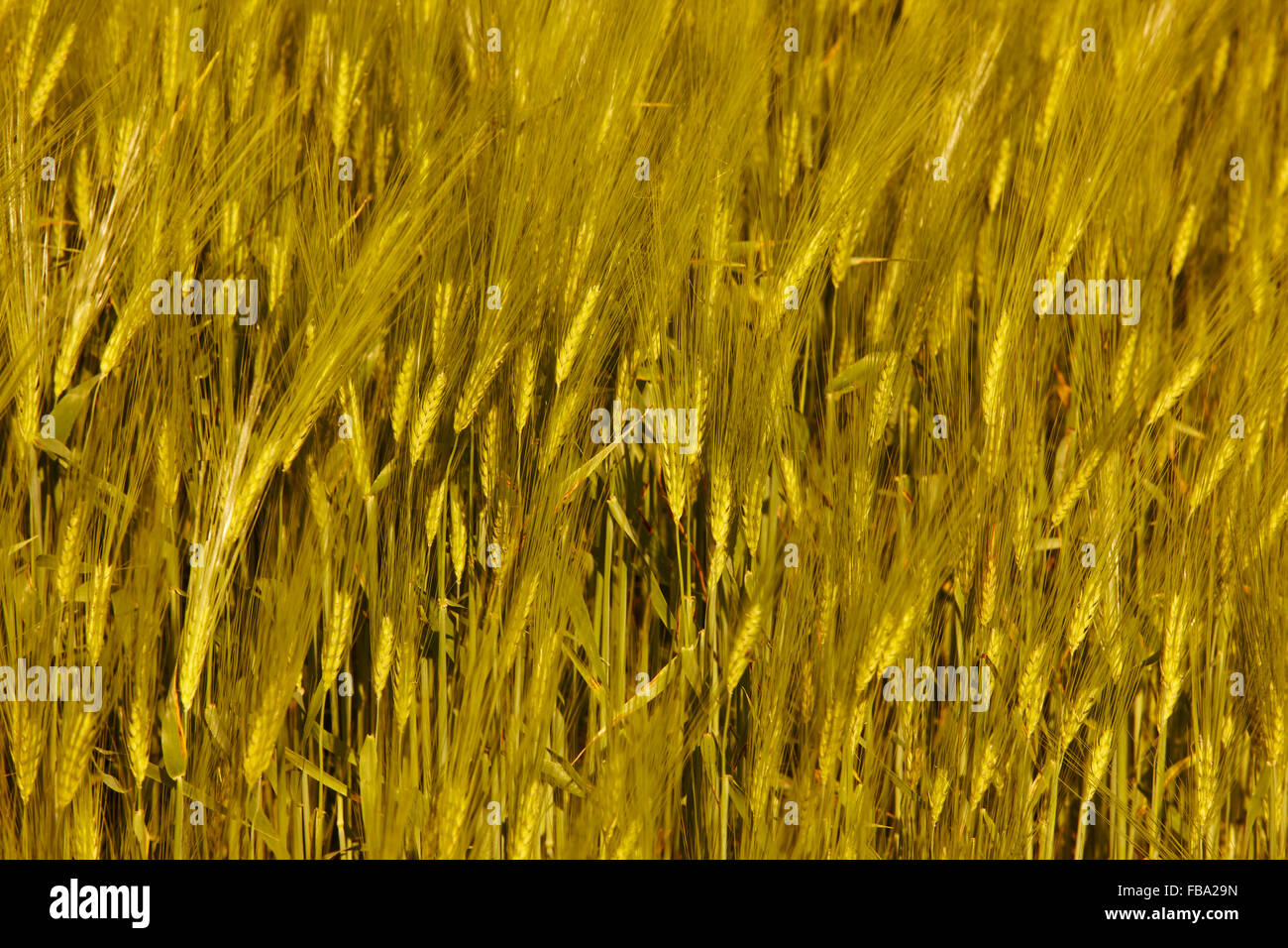 Full tone hi-res stock photography and images - Alamy