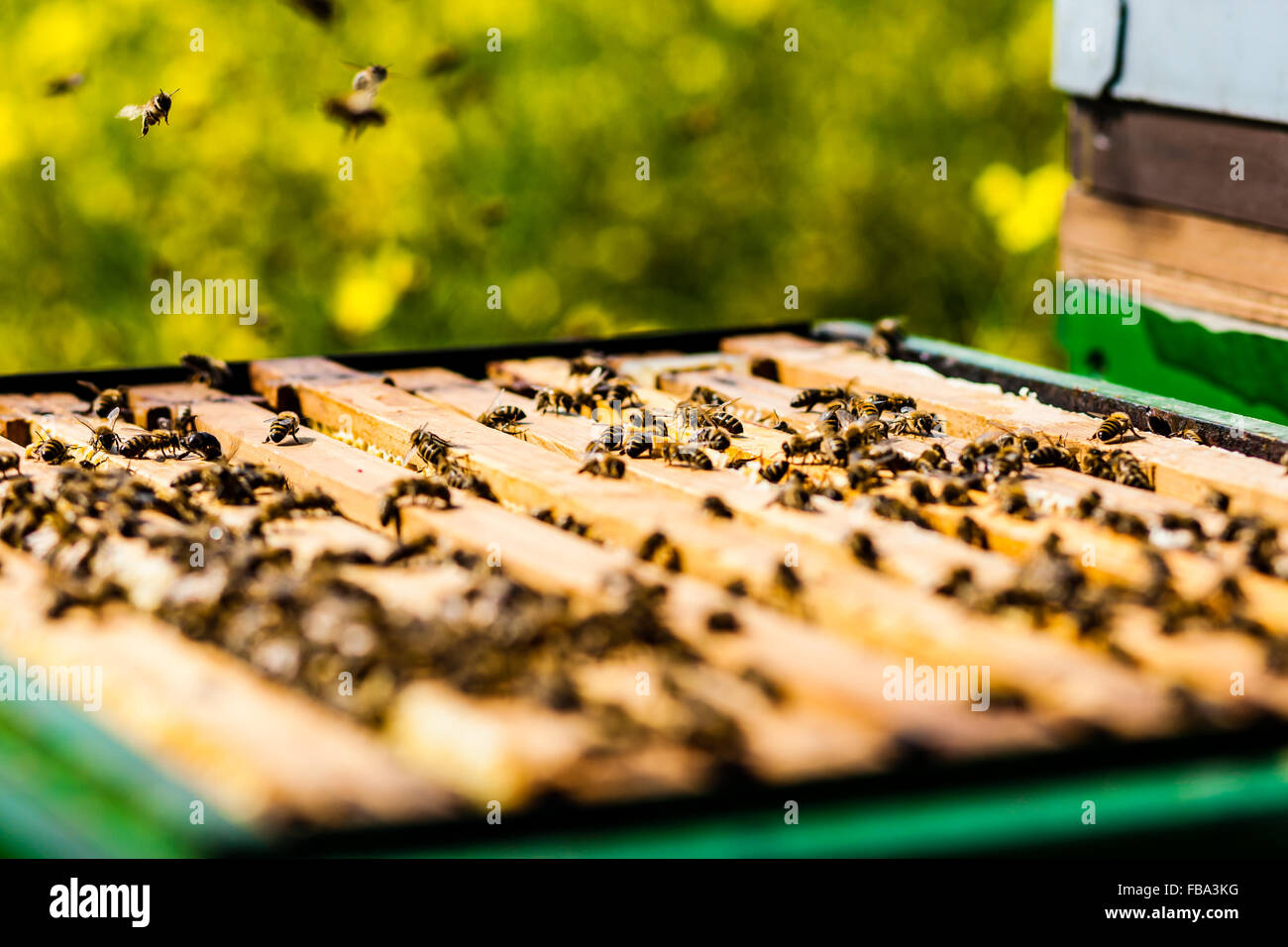 bees on honeycomb in a beehive. Honeybees are a genus of the family of ...