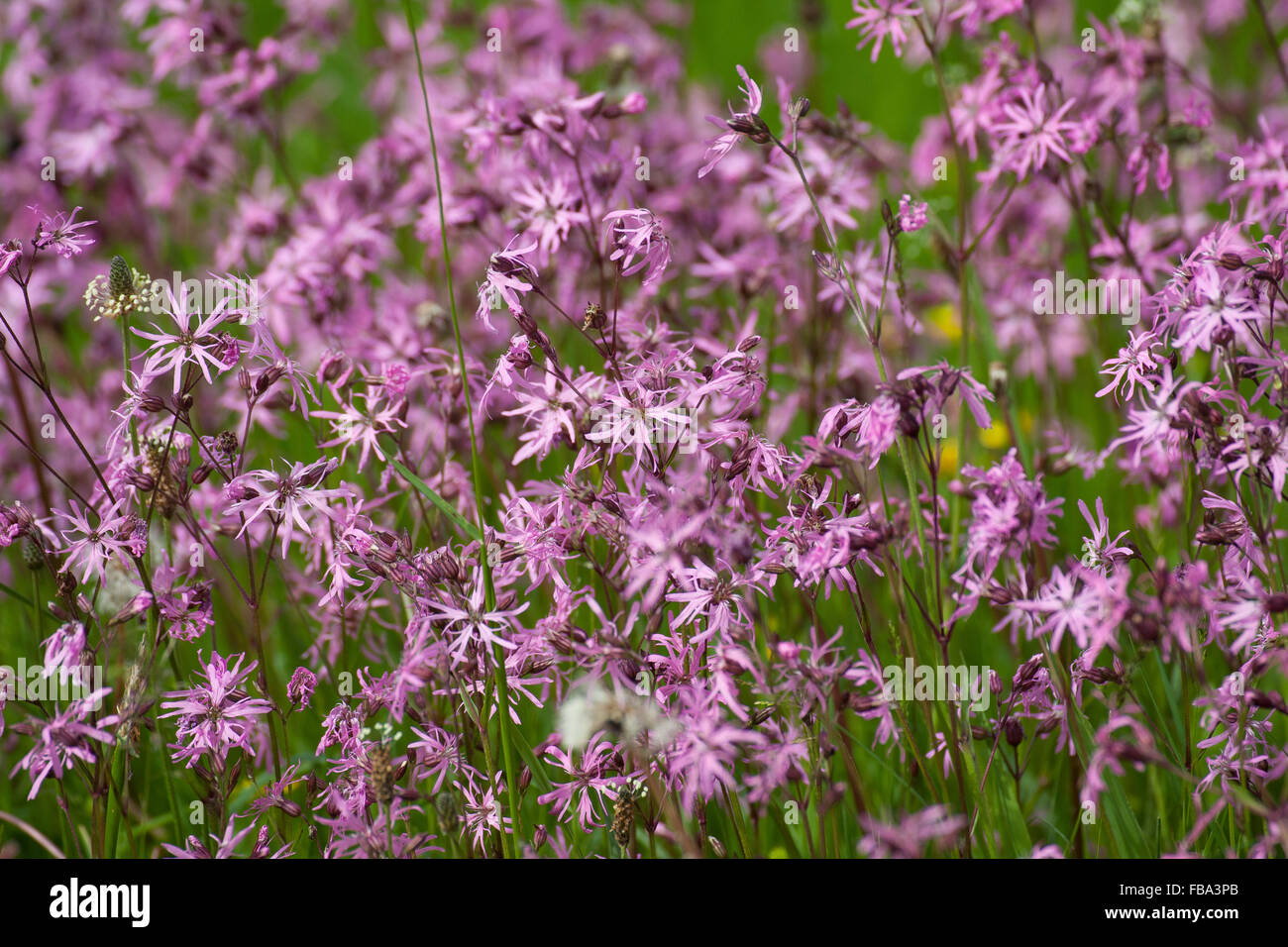 Ragged-Robin, Ragged Robin, Kuckucks-Lichtnelke, Kuckuckslichtnelke ...