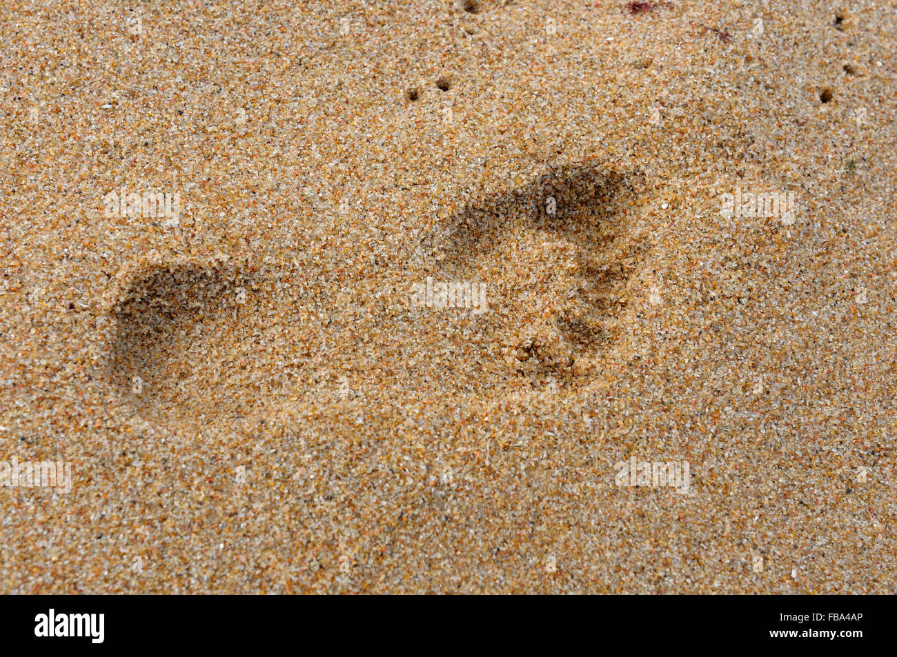 Single human footprint in wet sea sand Stock Photo - Alamy
