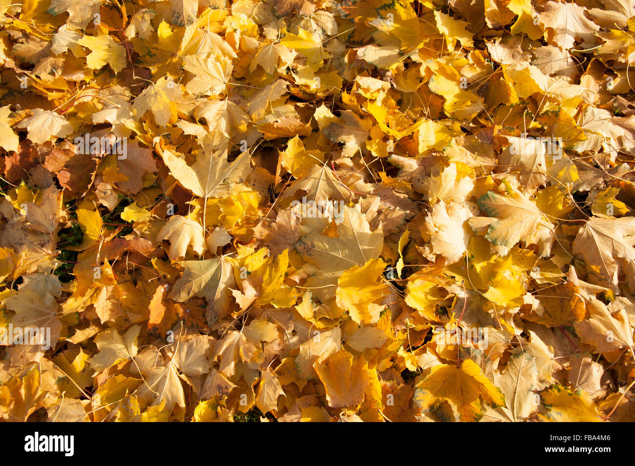 Sweden, Uppland, Varmdo, Dry maple leaves Stock Photo - Alamy