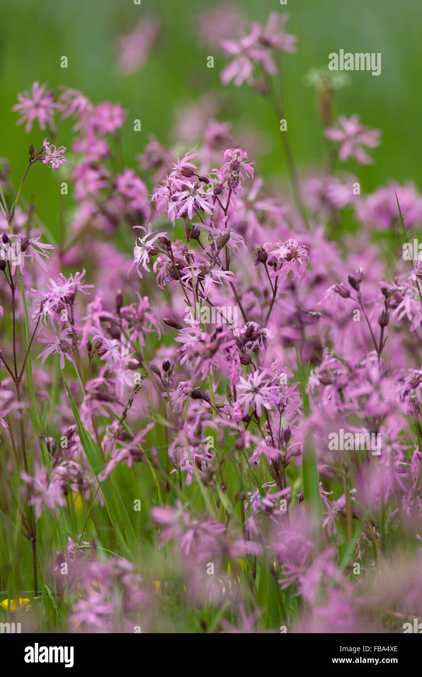 Ragged-Robin, Ragged Robin, Kuckucks-Lichtnelke, Kuckuckslichtnelke ...