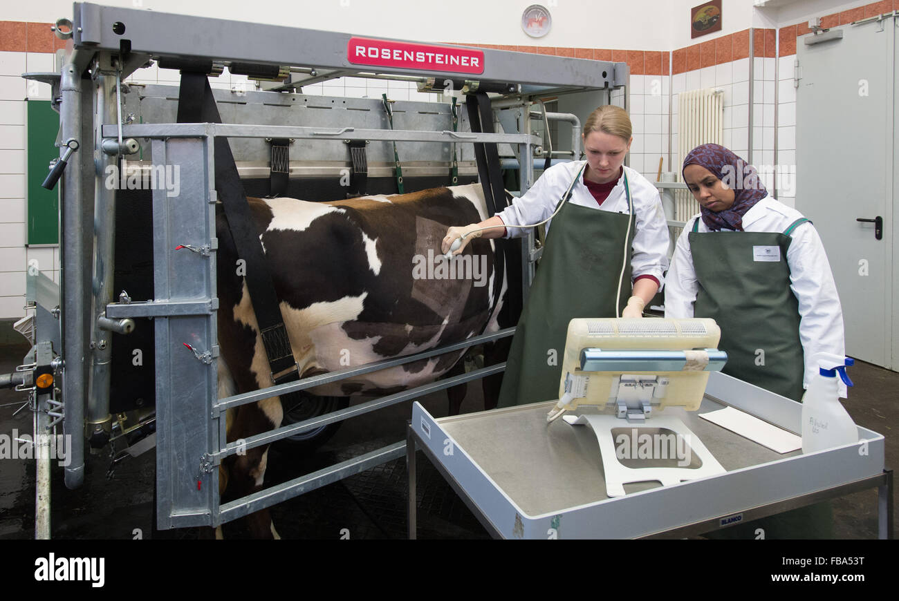 Cow examined ultrasound hi-res stock photography and images - Alamy