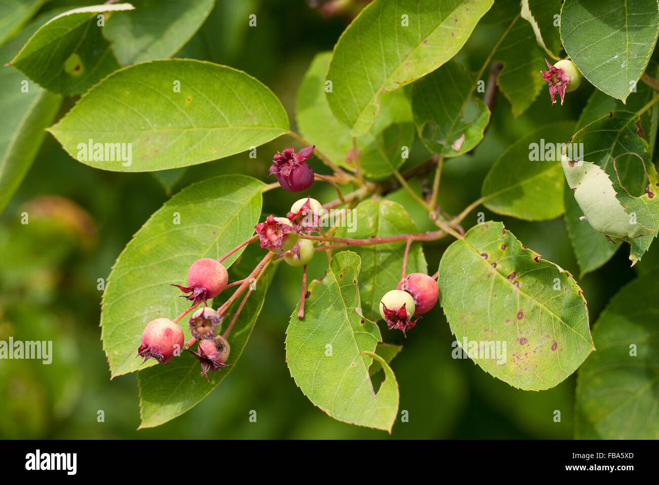 Juneberry, Serviceberry, shadbush, fruit, Kupfer-Felsenbirne ...