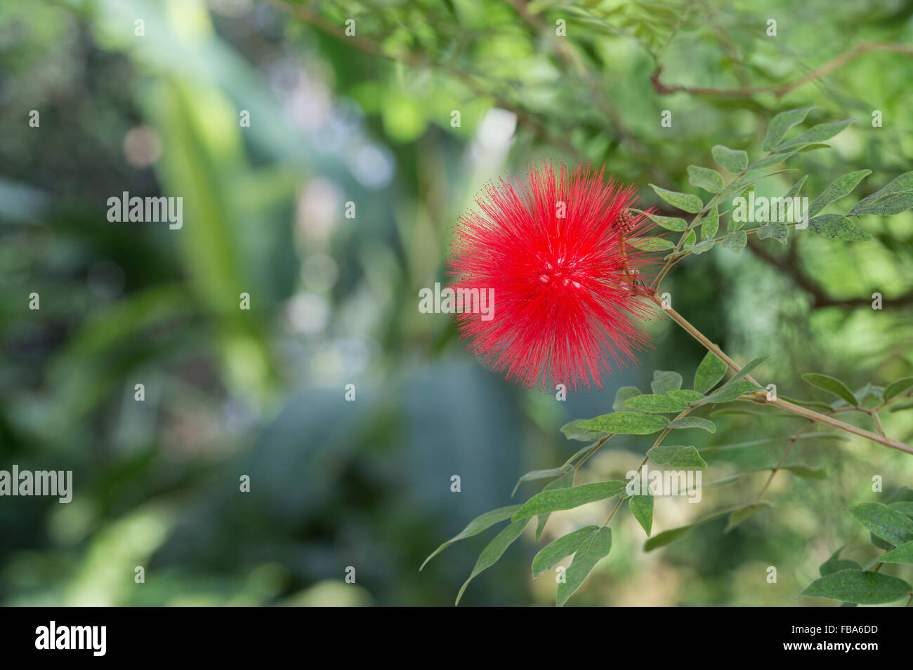 Powder puff flower hi-res stock photography and images - Alamy