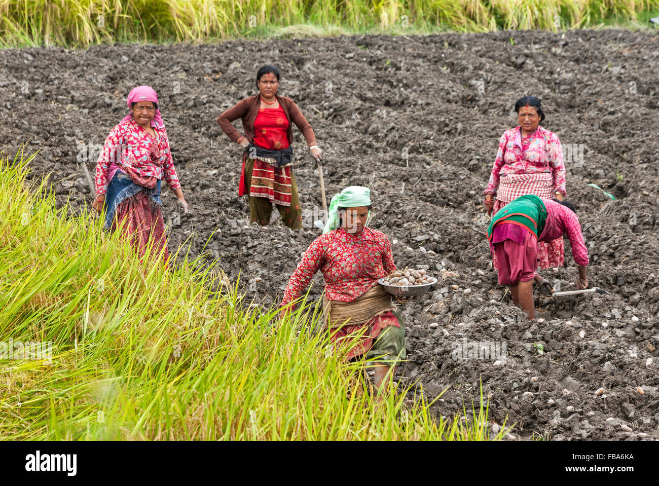 Nepal agriculture hi-res stock photography and images - Alamy