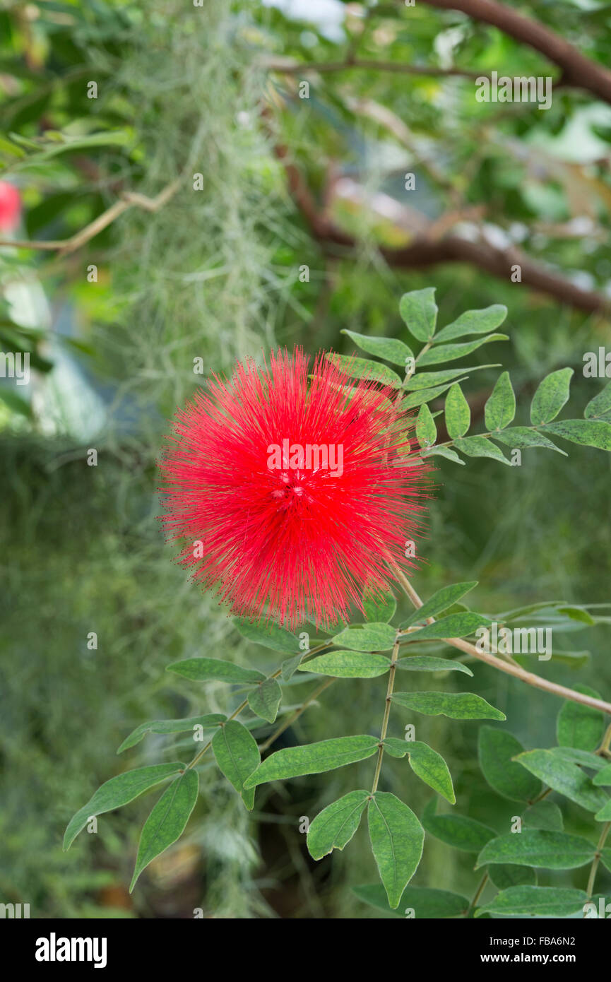 Powder puff flower hi-res stock photography and images - Alamy