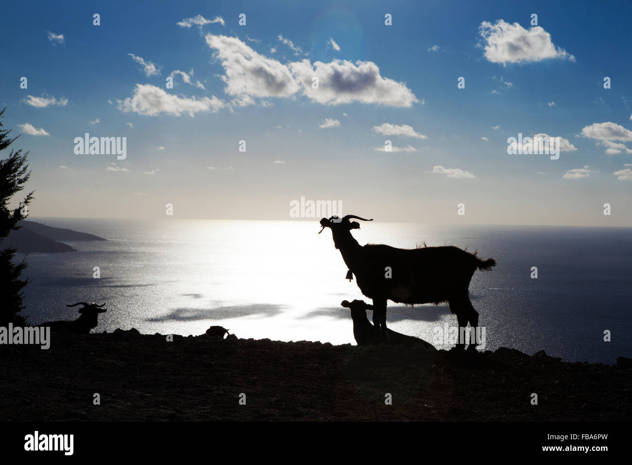 Sea goat hi-res stock photography and images - Alamy