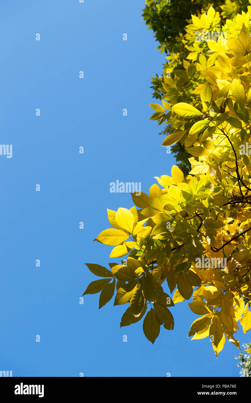 Carya tomentosa. Mockernut hickory tree leaves in autumn Stock Photo ...