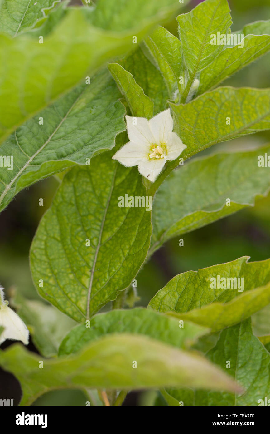 Bladder cherry, Chinese lantern, Winter cherry, Strawberry Tomato ...