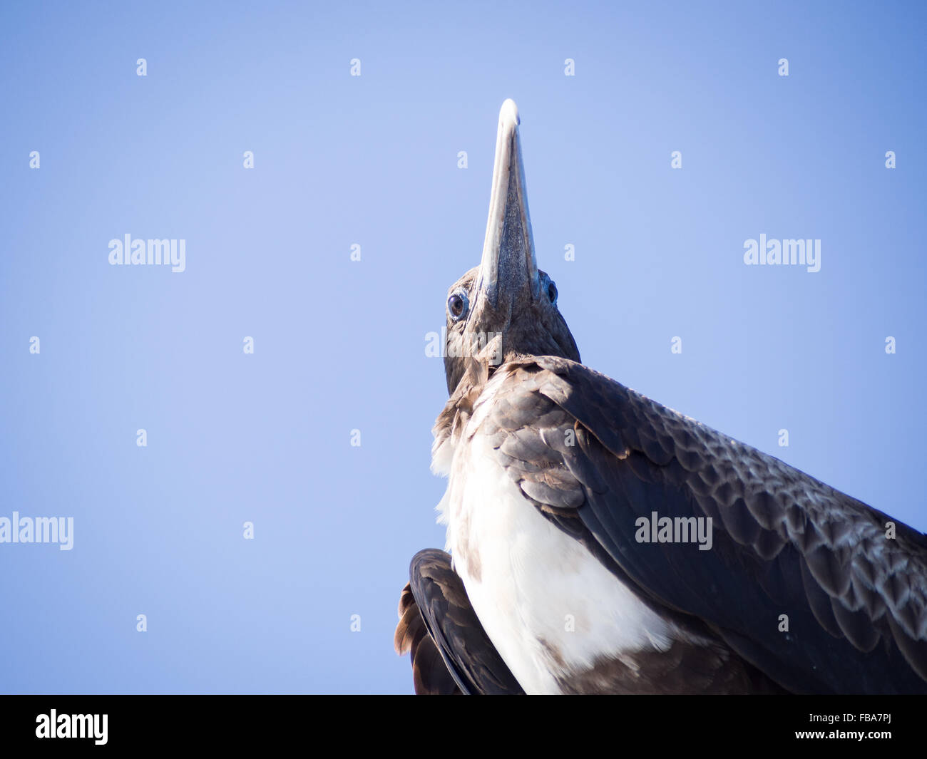 Frigate bird staring at the camera from above Stock Photo - Alamy