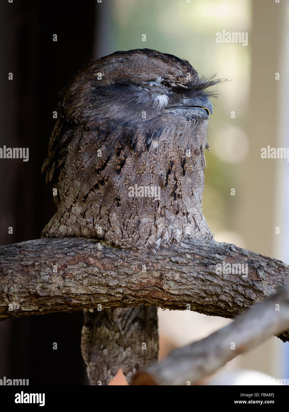 Tawny Frogmouth - At David Fleay Wildlife Park Stock Photo - Alamy