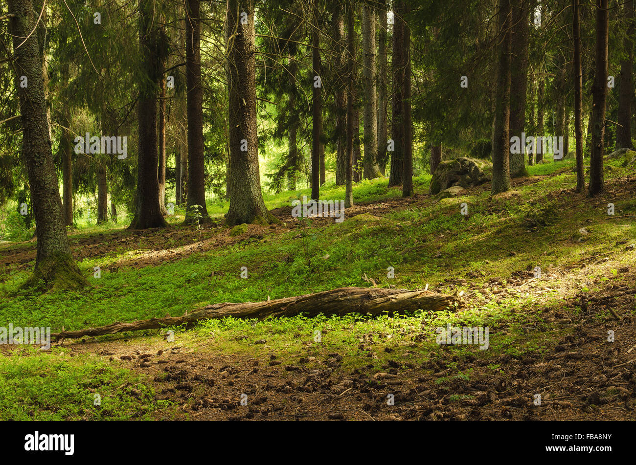 North scandinavian forest Stock Photo - Alamy