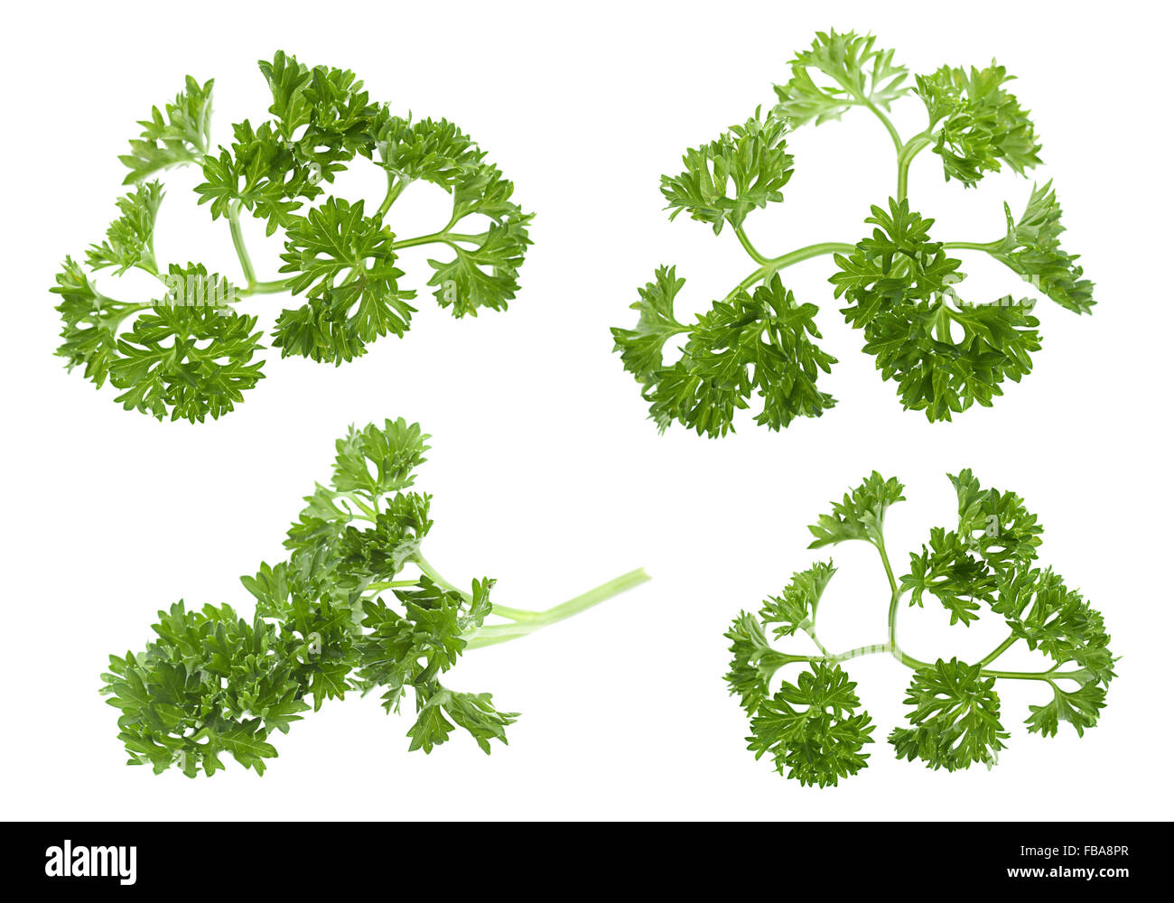 Curly parsley hi-res stock photography and images - Alamy