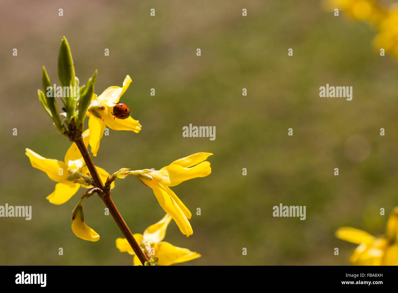 Ladybug (Coccinellidae) on flower Stock Photo - Alamy