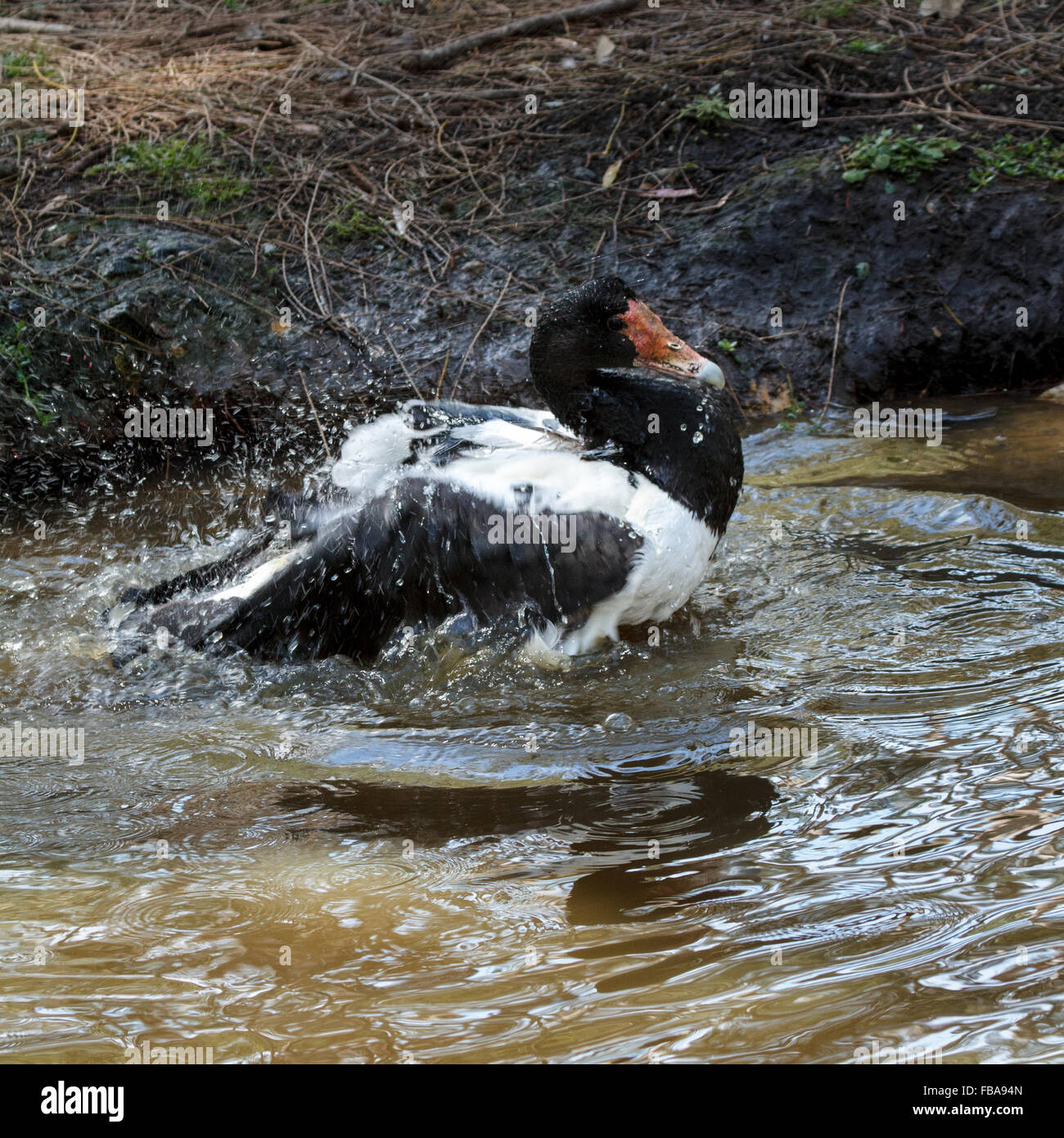 Magpie geese hi-res stock photography and images - Alamy