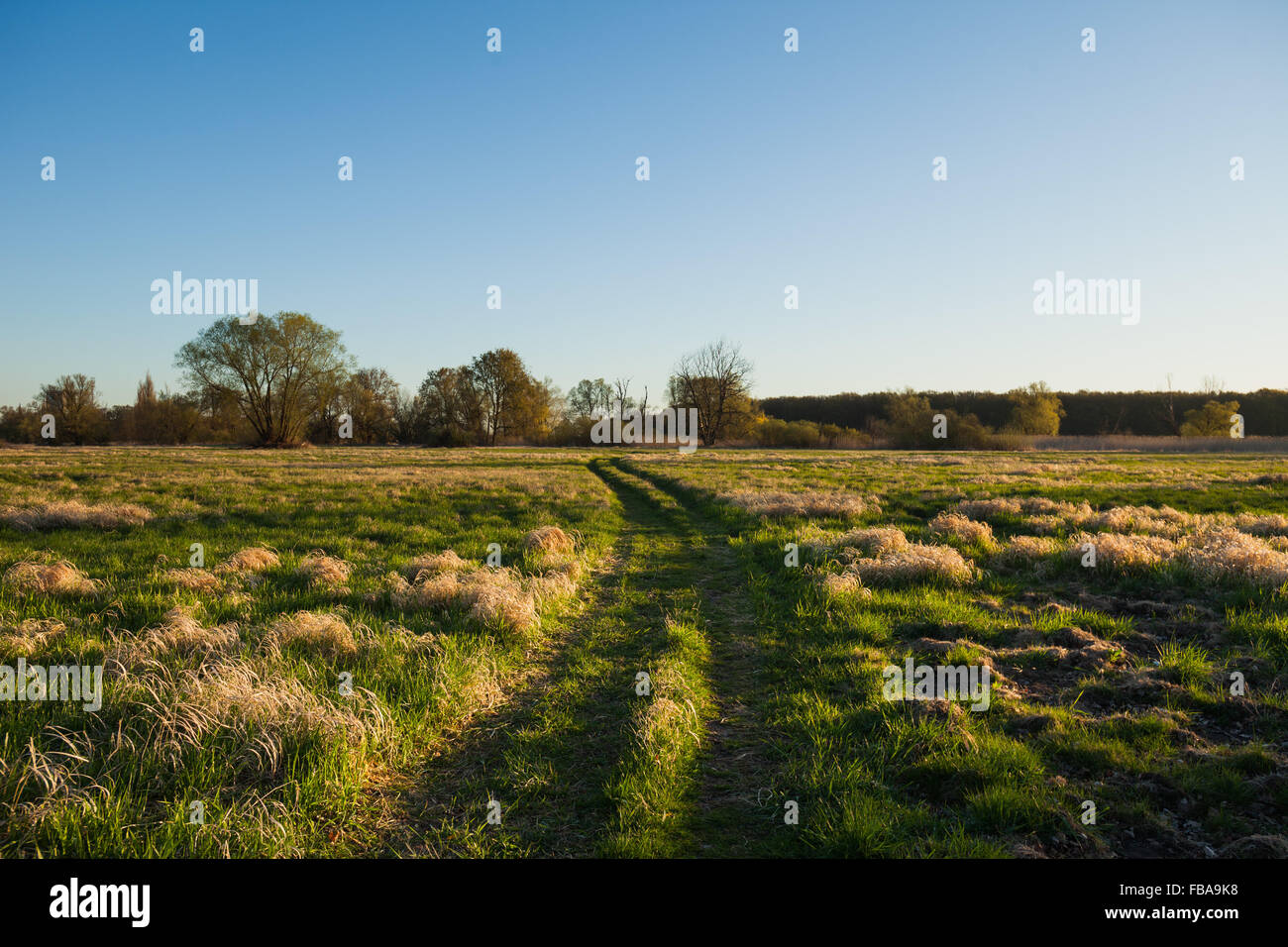 Path through fields of grass seen at dawn Stock Photo - Alamy