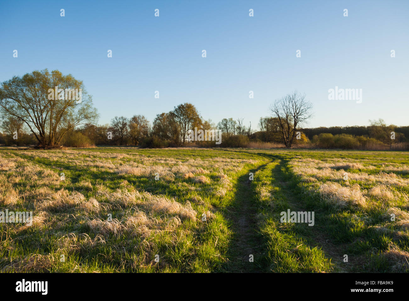Path through fields of grass seen at dawn Stock Photo - Alamy