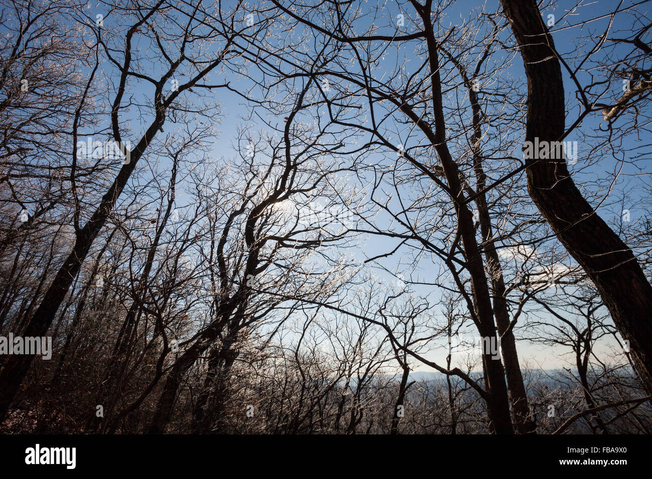 Forest in the Blue Ridge mountains, Georgia Stock Photo - Alamy
