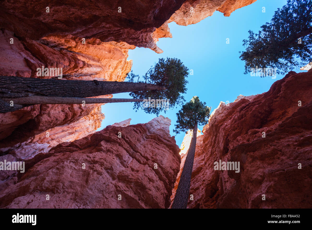 View inside a canyon, Bryce Canyon National Park Stock Photo - Alamy