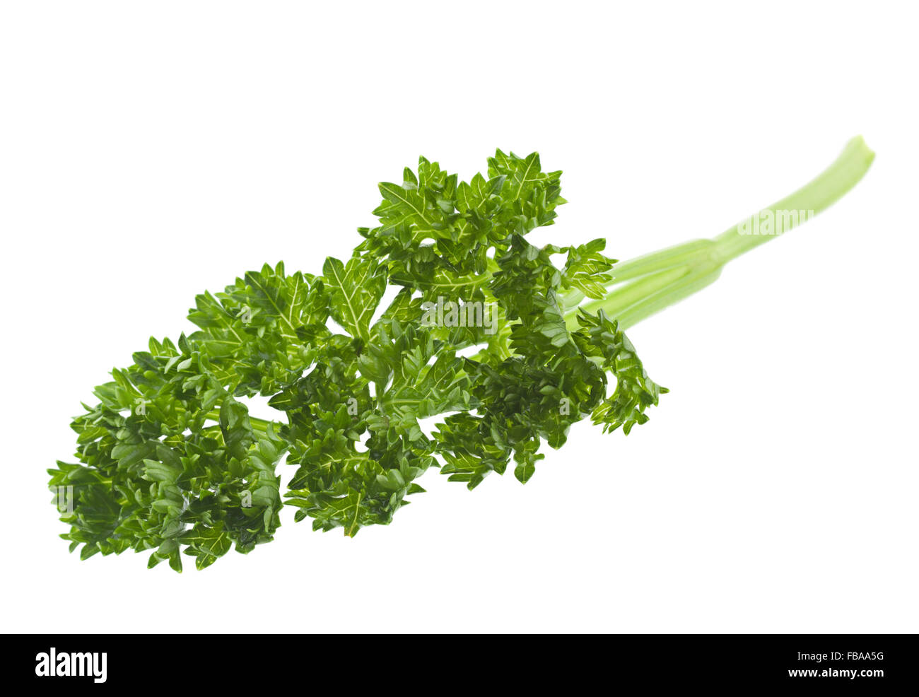 Curly parsley bunch closeup isolated on white Stock Photo - Alamy