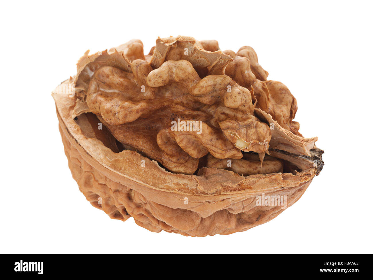 Walnut fruit closeup isolated on white background Stock Photo - Alamy