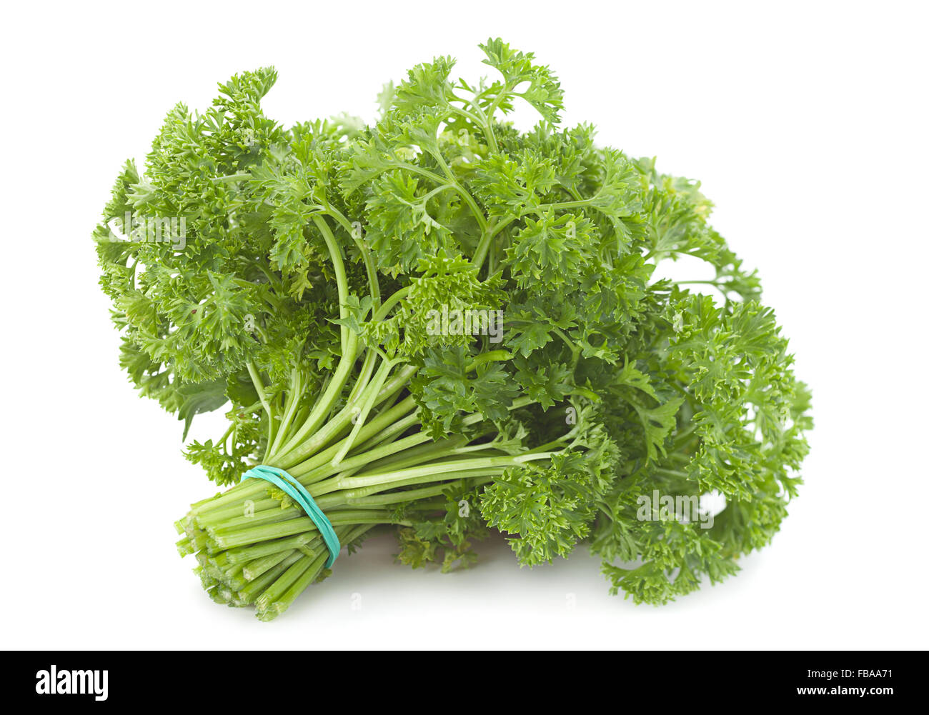 Curly parsley Cut Out Stock Images & Pictures - Alamy