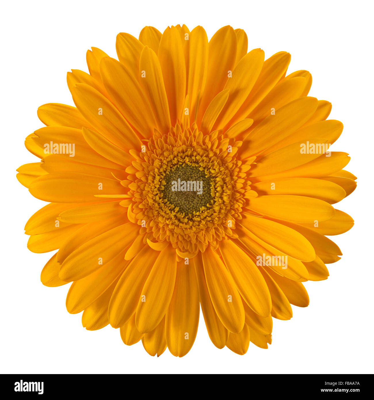 Yellow gerbera flower isolated on white background Stock Photo - Alamy