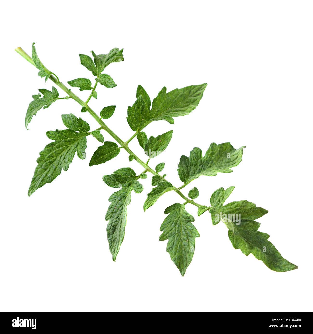 Tomato leaf closeup isolated on white Stock Photo - Alamy