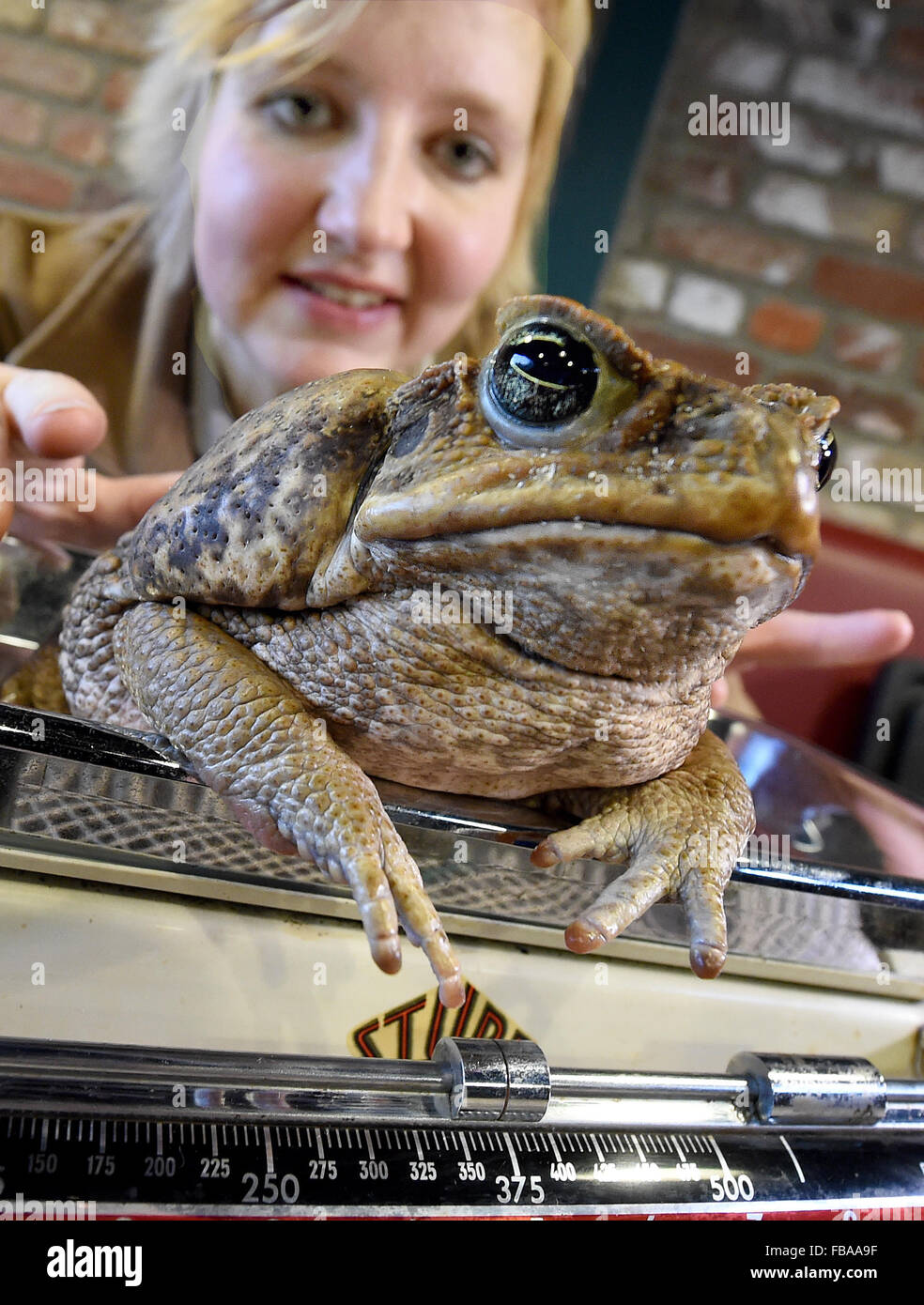 Hanover, Germany. 13th Jan, 2016. Zookeeper Angela Kruth weighs Rococo ...