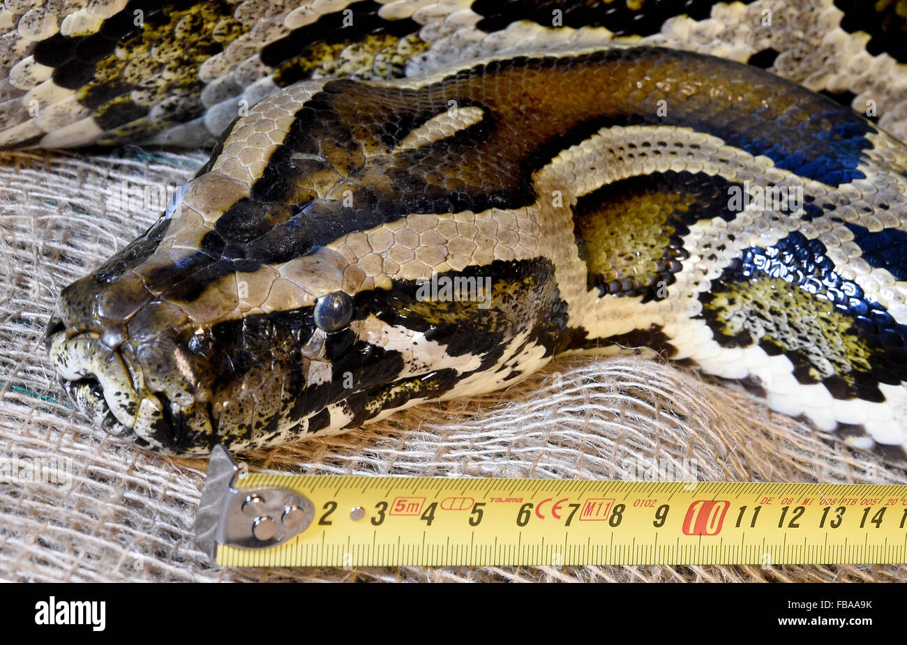 Hanover, Germany. 13th Jan, 2016. Indian python Little Moses jr. is ...