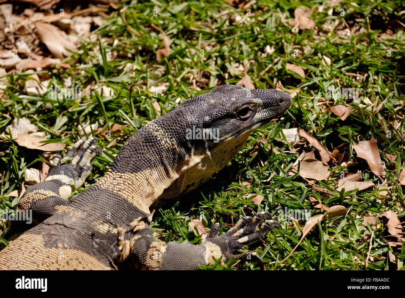Lace monitor lizard hi-res stock photography and images - Alamy