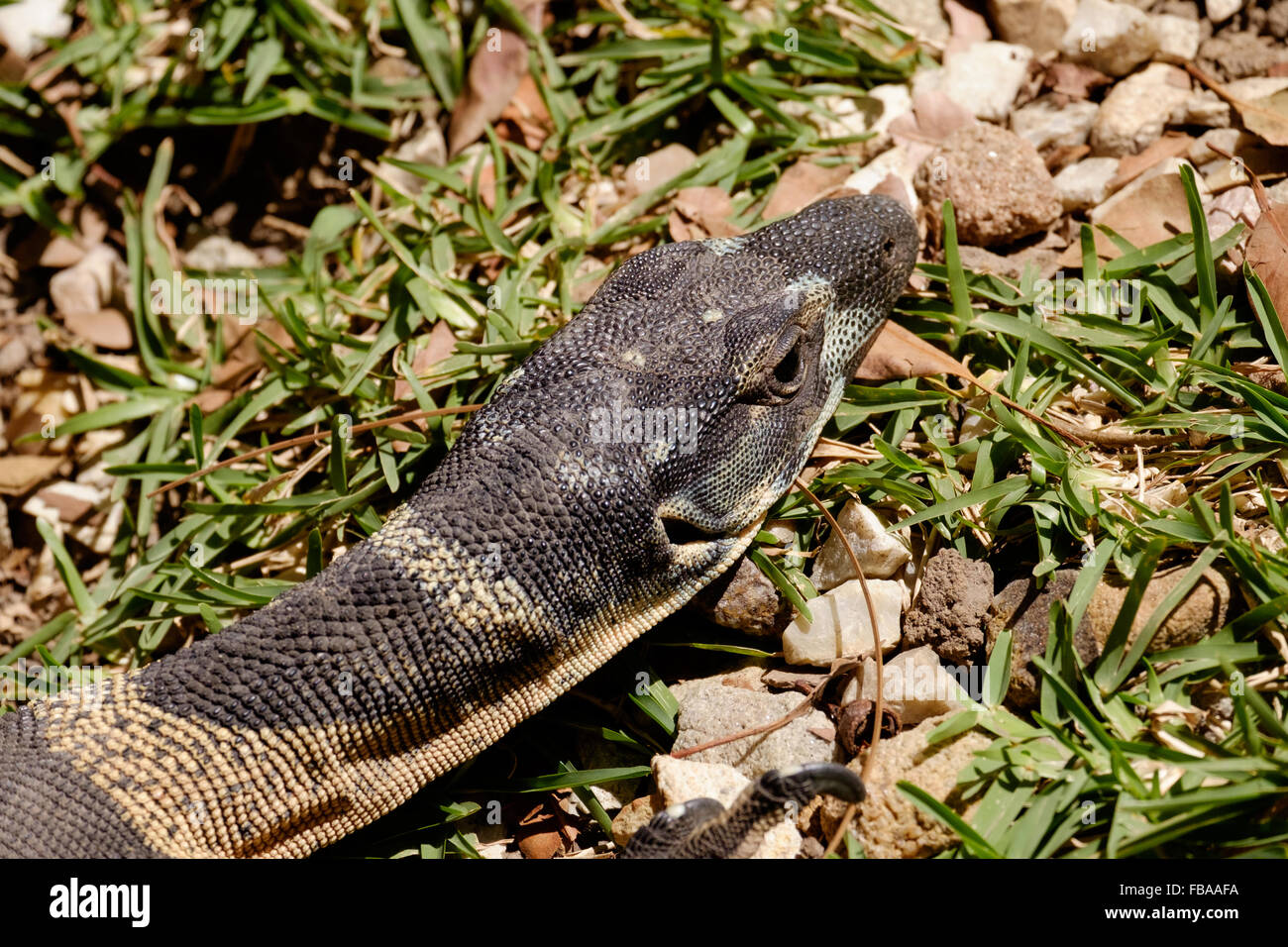 Lace monitor lizard hi-res stock photography and images - Alamy