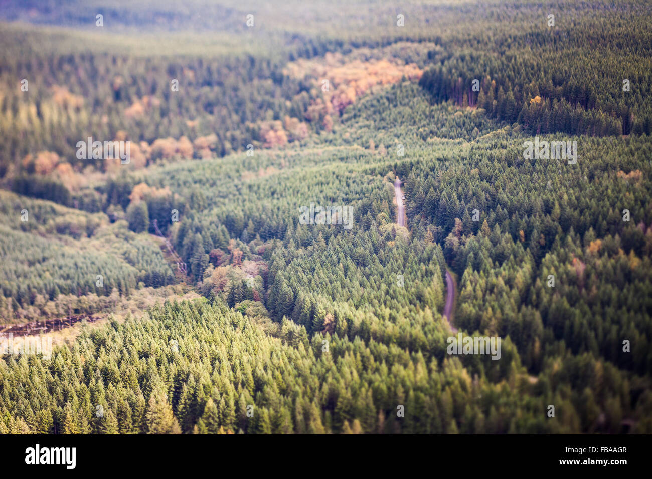 Logging trees aerial hi-res stock photography and images - Alamy