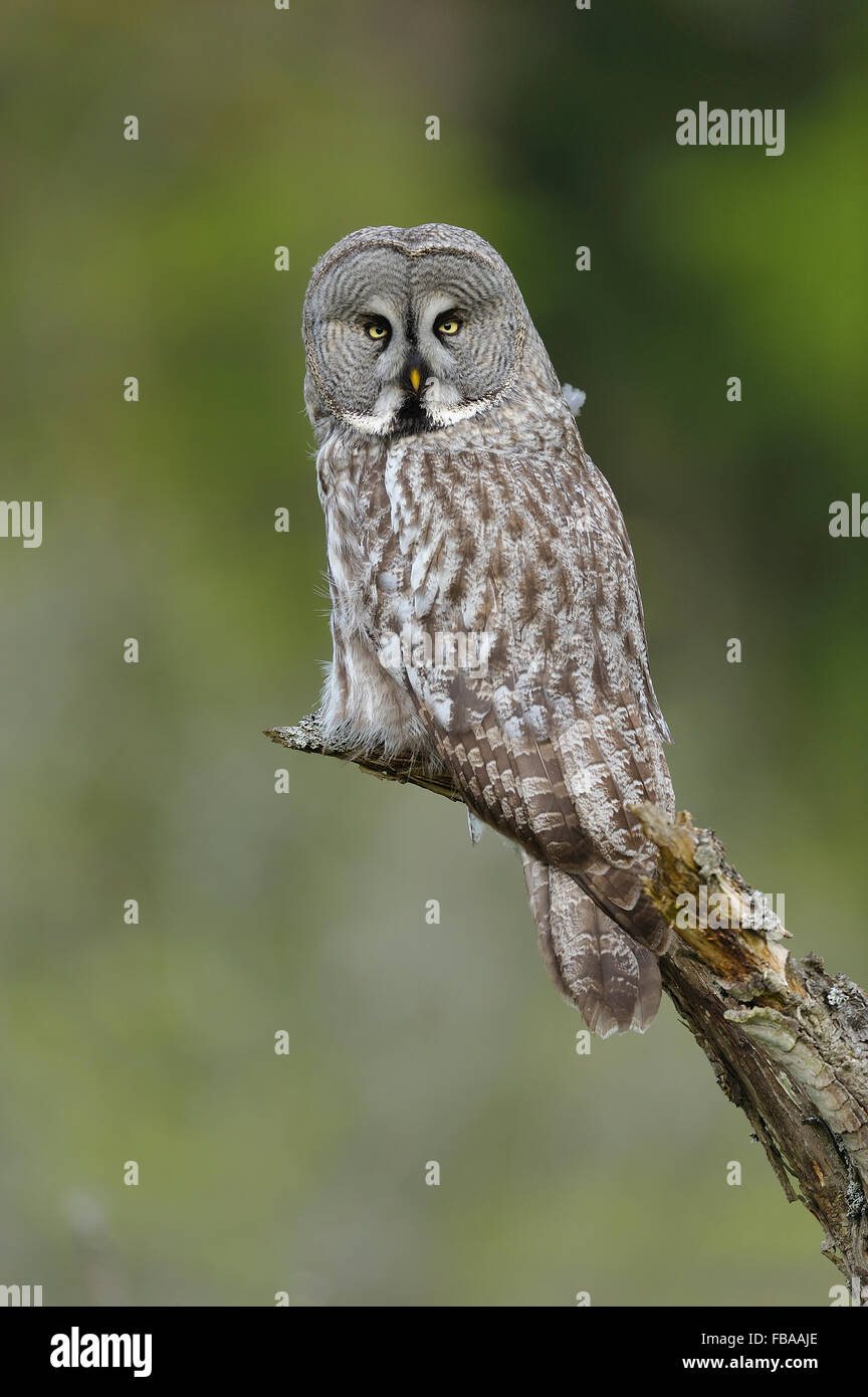 Side view of an owl hi-res stock photography and images - Alamy