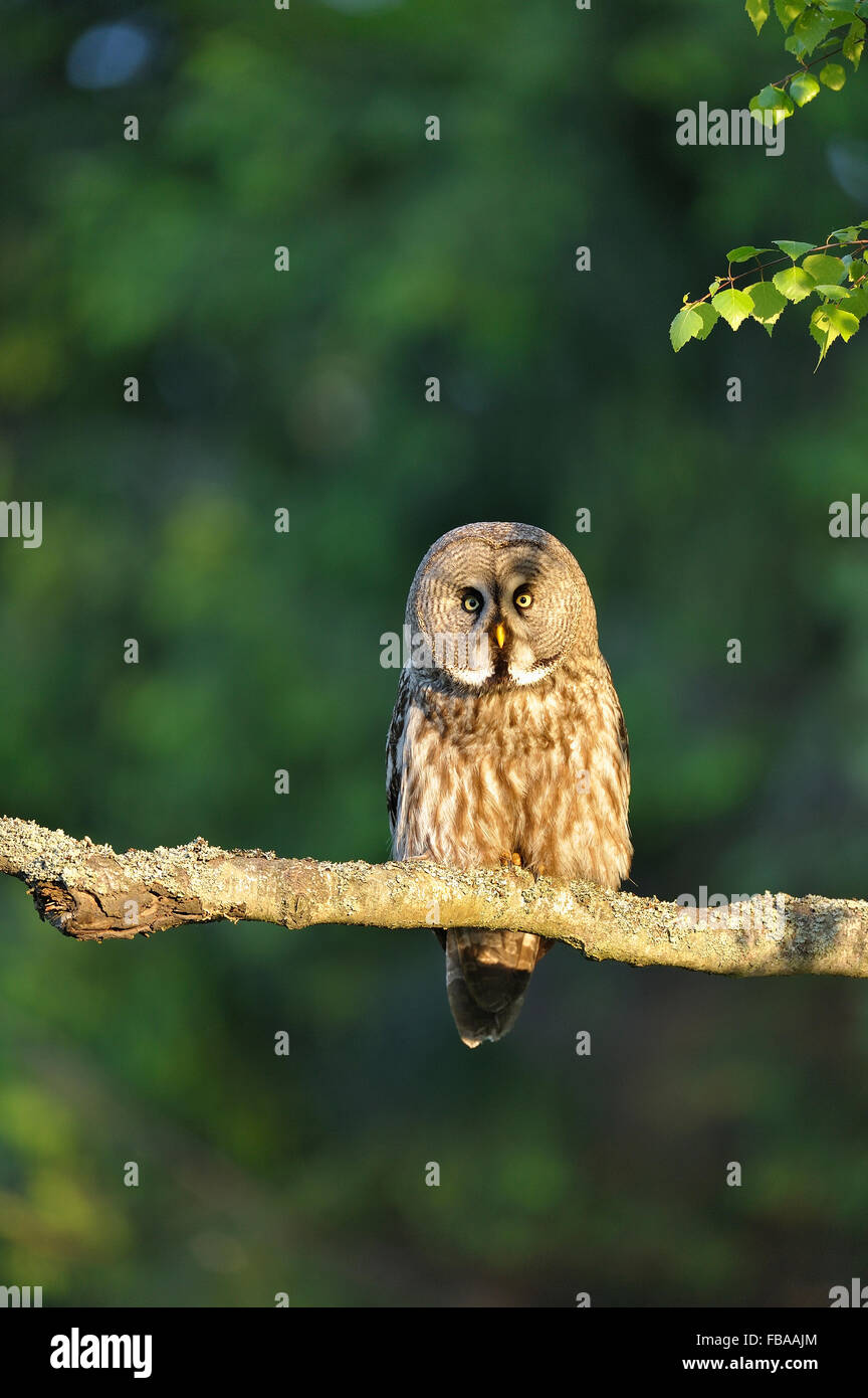 Perching owl hi-res stock photography and images - Alamy