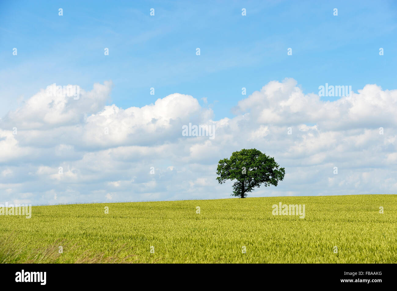 Single tree in field hi-res stock photography and images - Alamy
