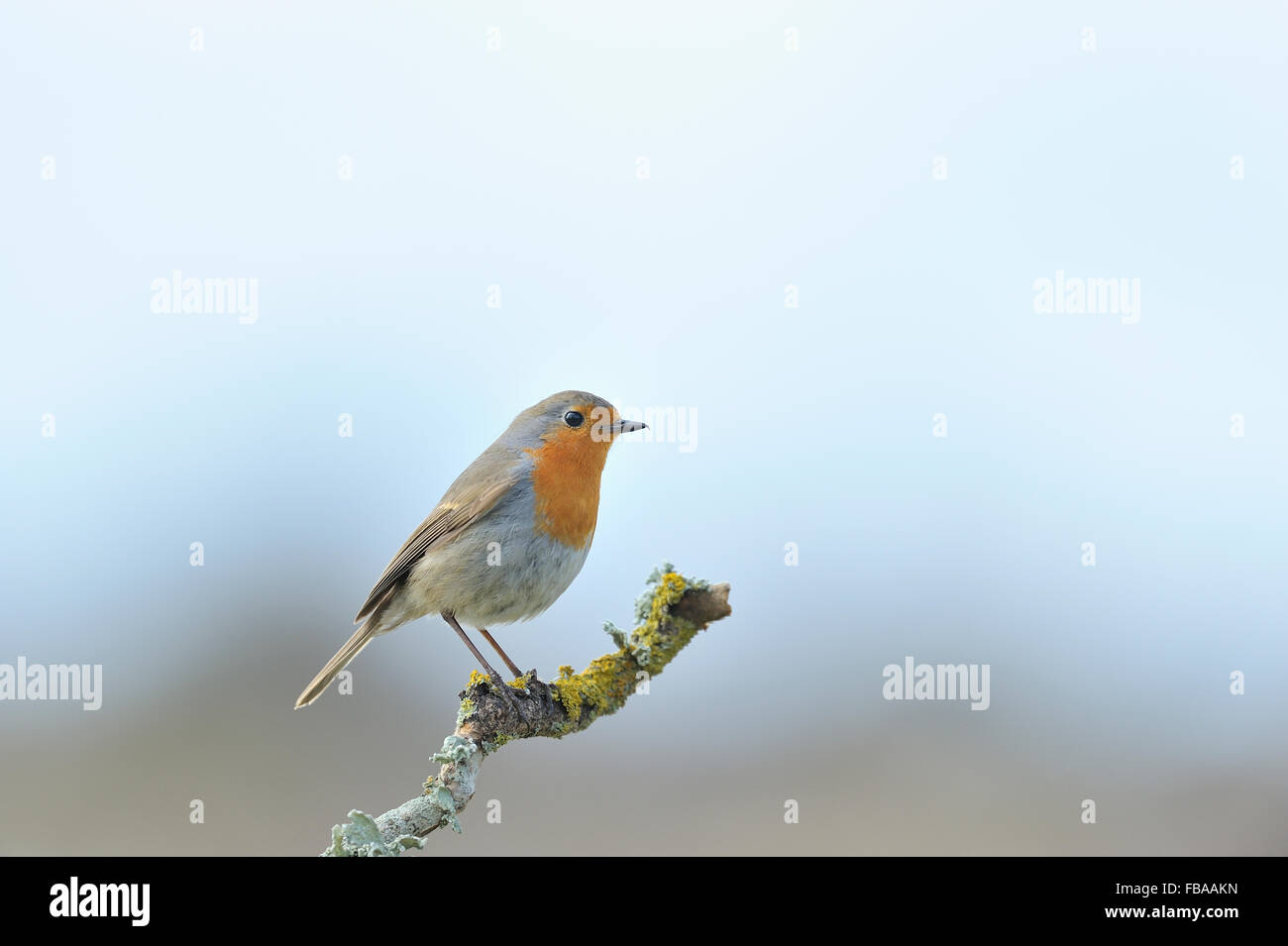 Mother robin hi-res stock photography and images - Alamy