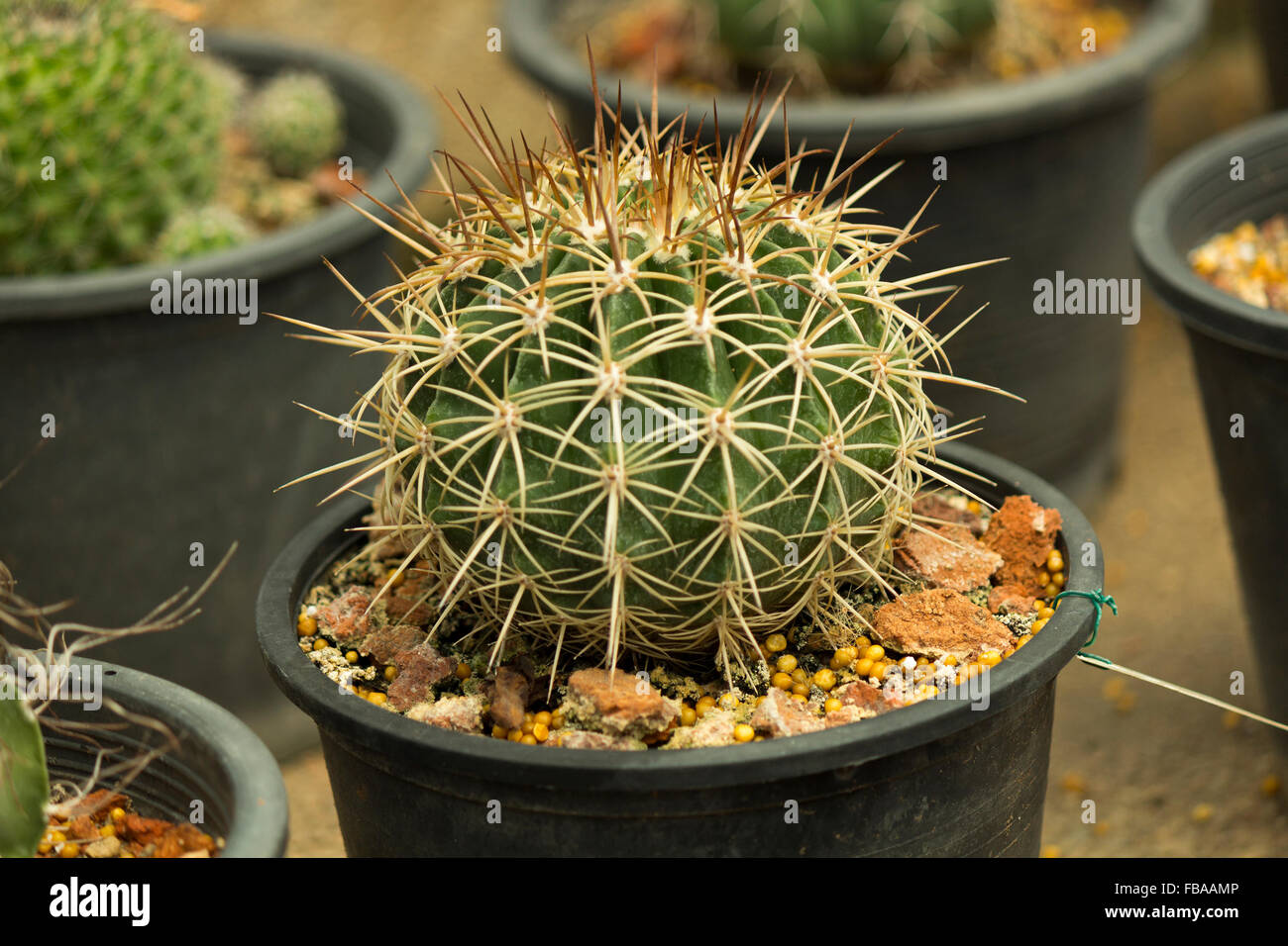 A cactus in a pot Stock Photo - Alamy