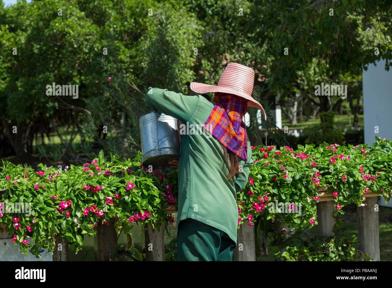 A gardener watering plants Stock Photo - Alamy