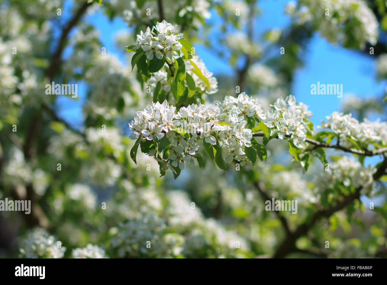 Flowering branch of apple tree Stock Photo - Alamy