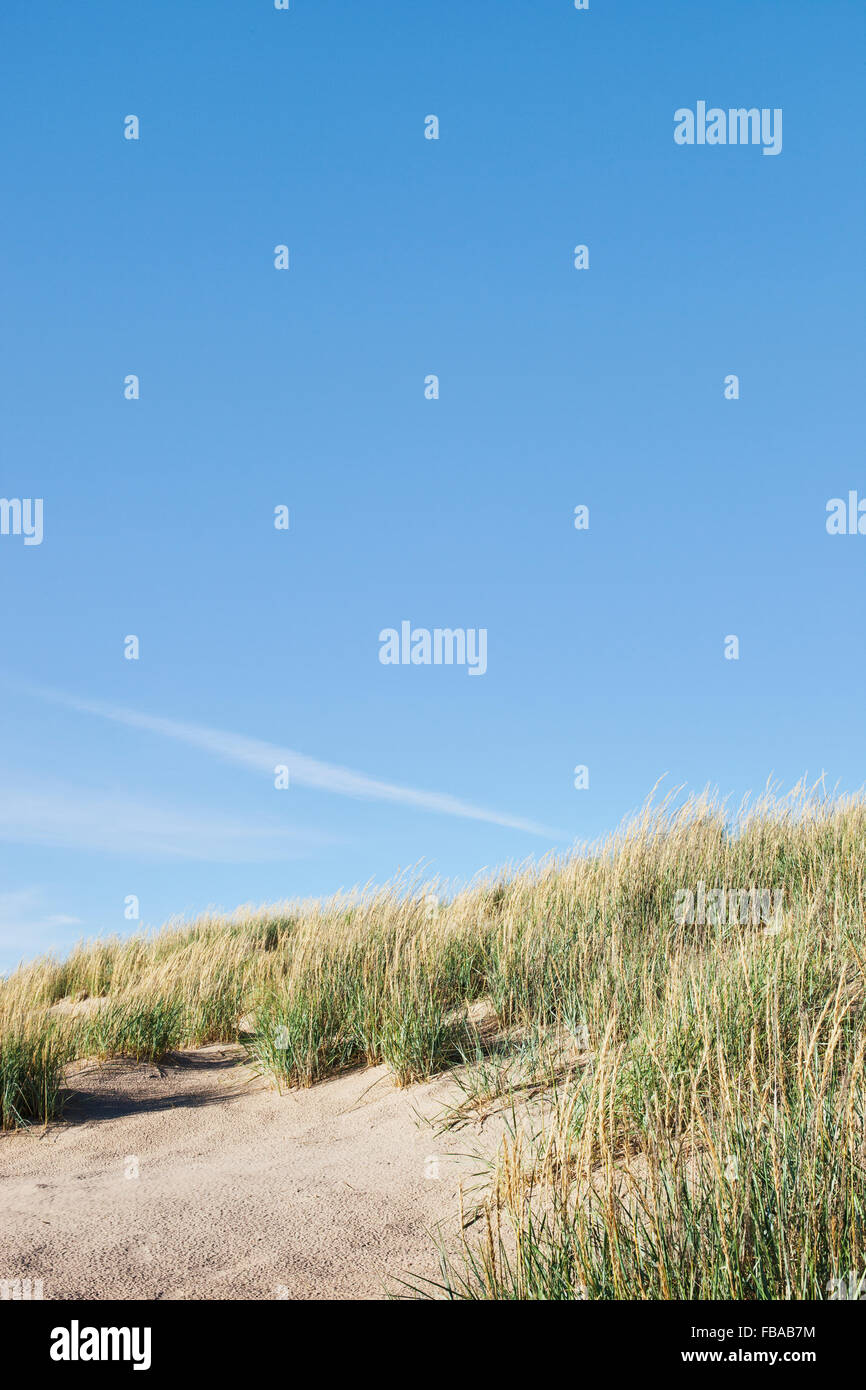 Grass on sandy beach hi-res stock photography and images - Alamy