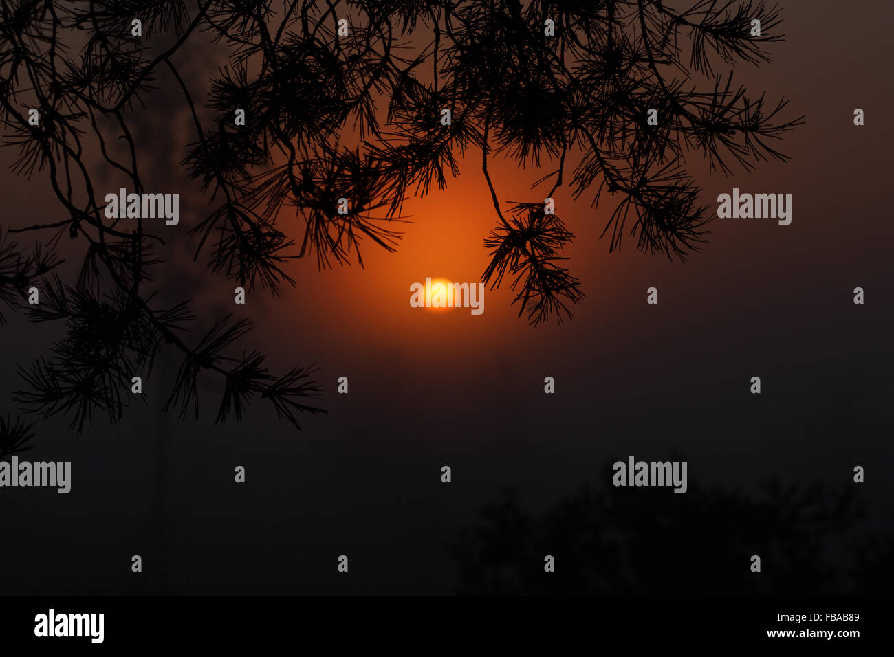 Beautiful sunset in the forest. The enchanting beauty of nature Stock ...